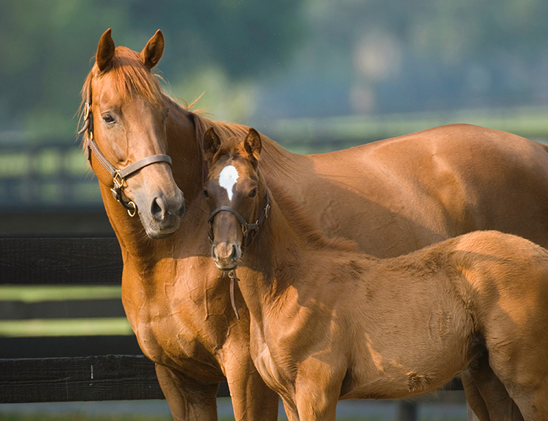 Our Story - how Smooth Run got started | Smooth Run Equine